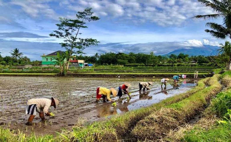 Pemkab Berau Dukung Peningkatan Kualitas Beras Lokal Produksi Kampung ...